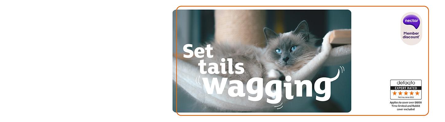 Cat Insurance | Compare our policies | Sainsbury’s Bank
