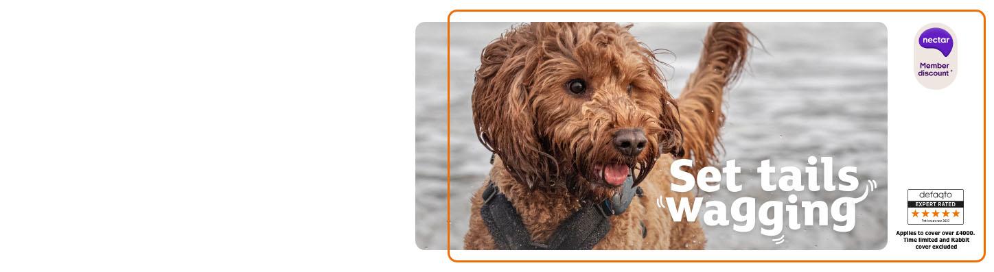 Puppy Insurance | Sainsbury's Bank